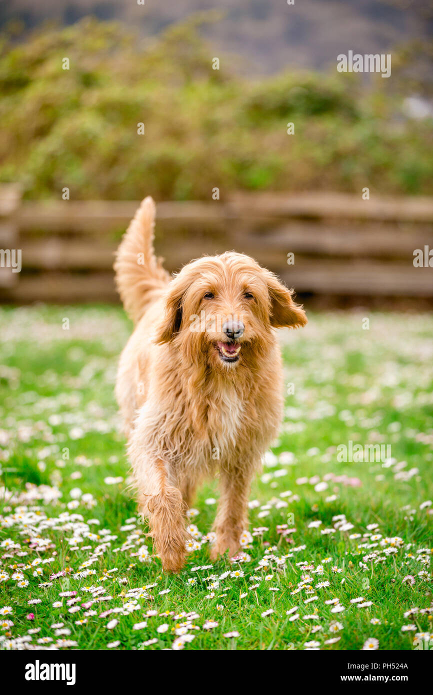 Labradoodle hi-res stock photography and images - Alamy