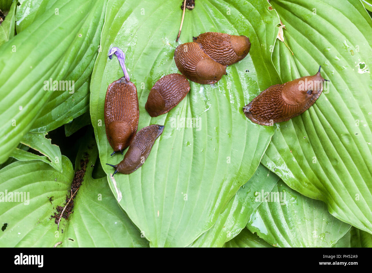 Slug pest damage garden hi-res stock photography and images - Alamy