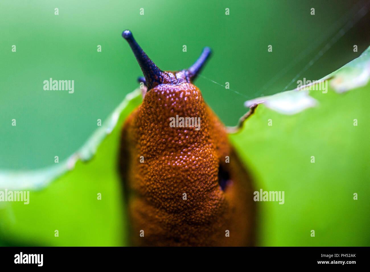Slug up close hi-res stock photography and images - Alamy