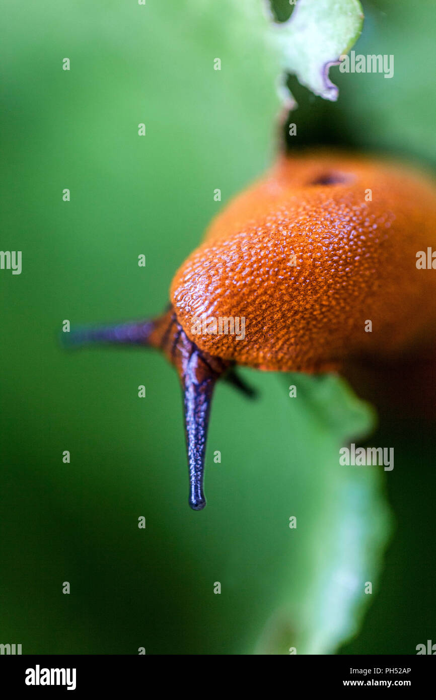 Slug up close hi-res stock photography and images - Alamy