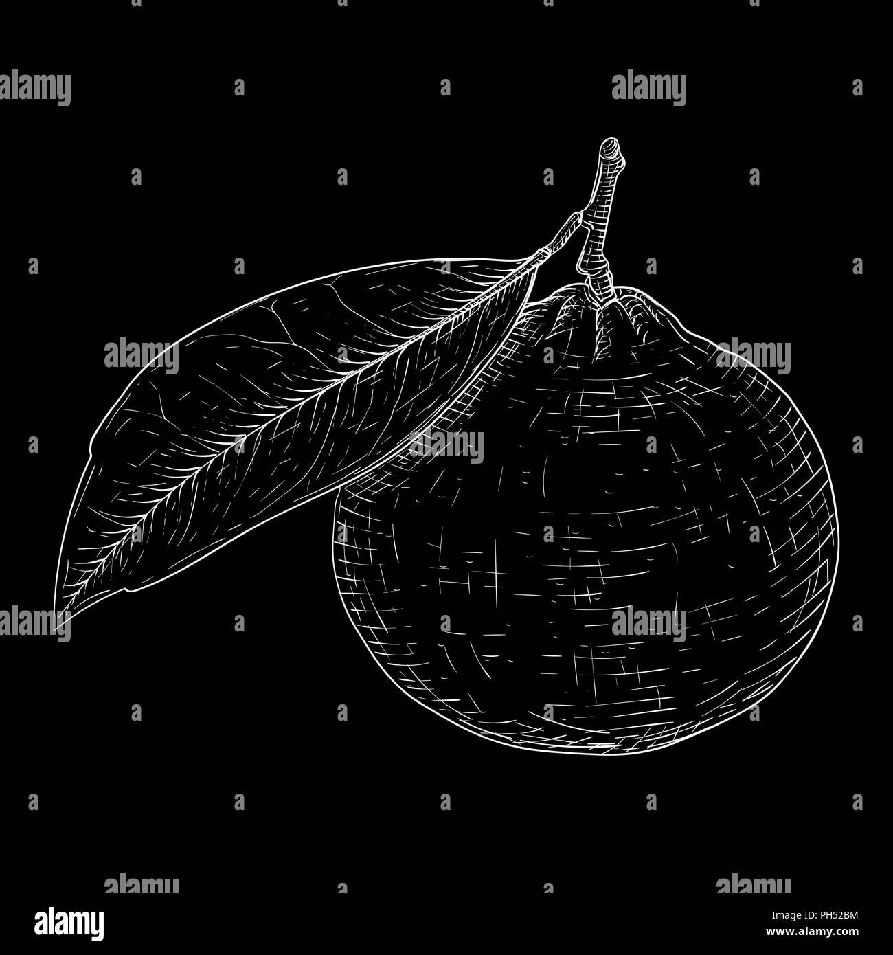 Mandarin orange with leaf. Hand drawn white sketch on black background ...