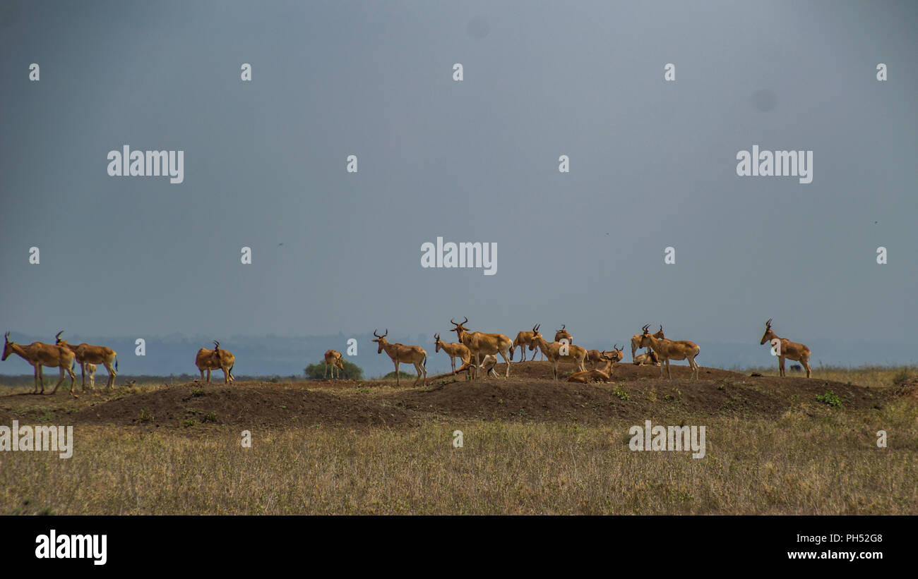 Wild Life from a distance Stock Photo - Alamy