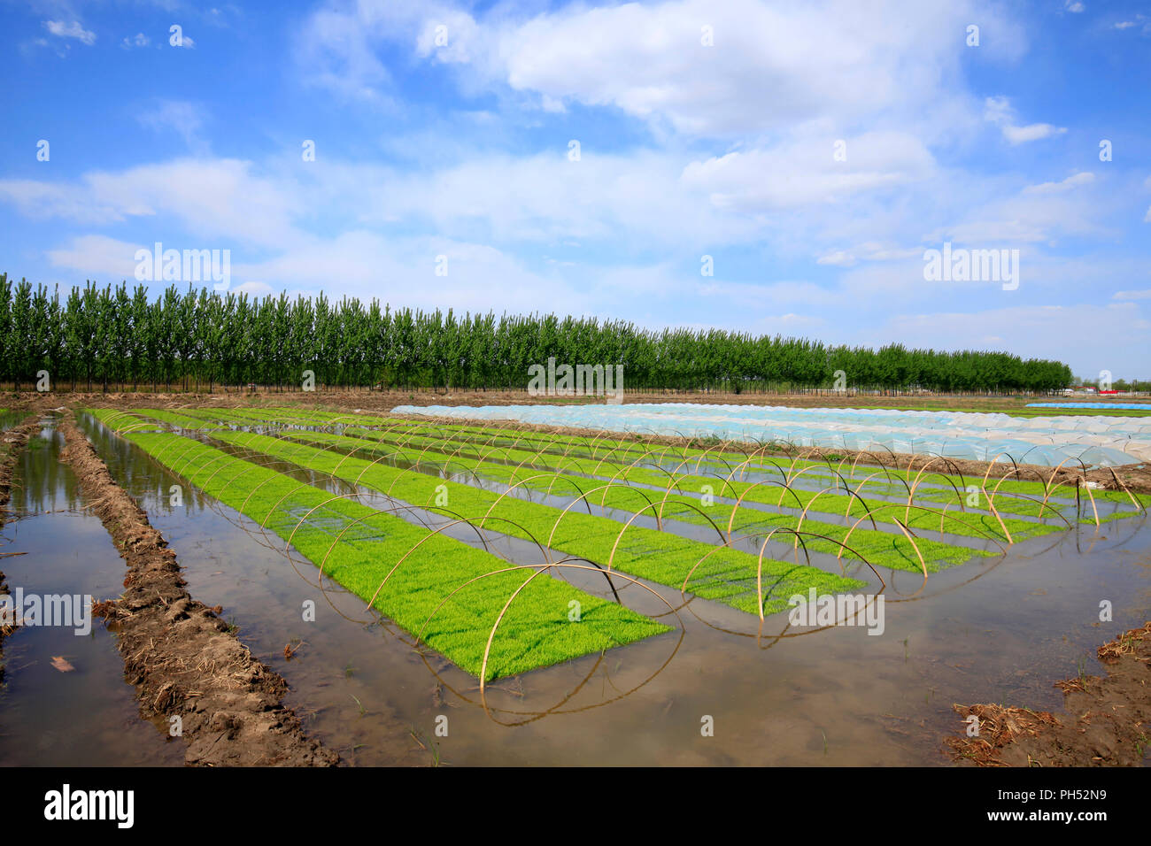 Seedlings of rice in rice fields. oung rice are growing in the paddy ...