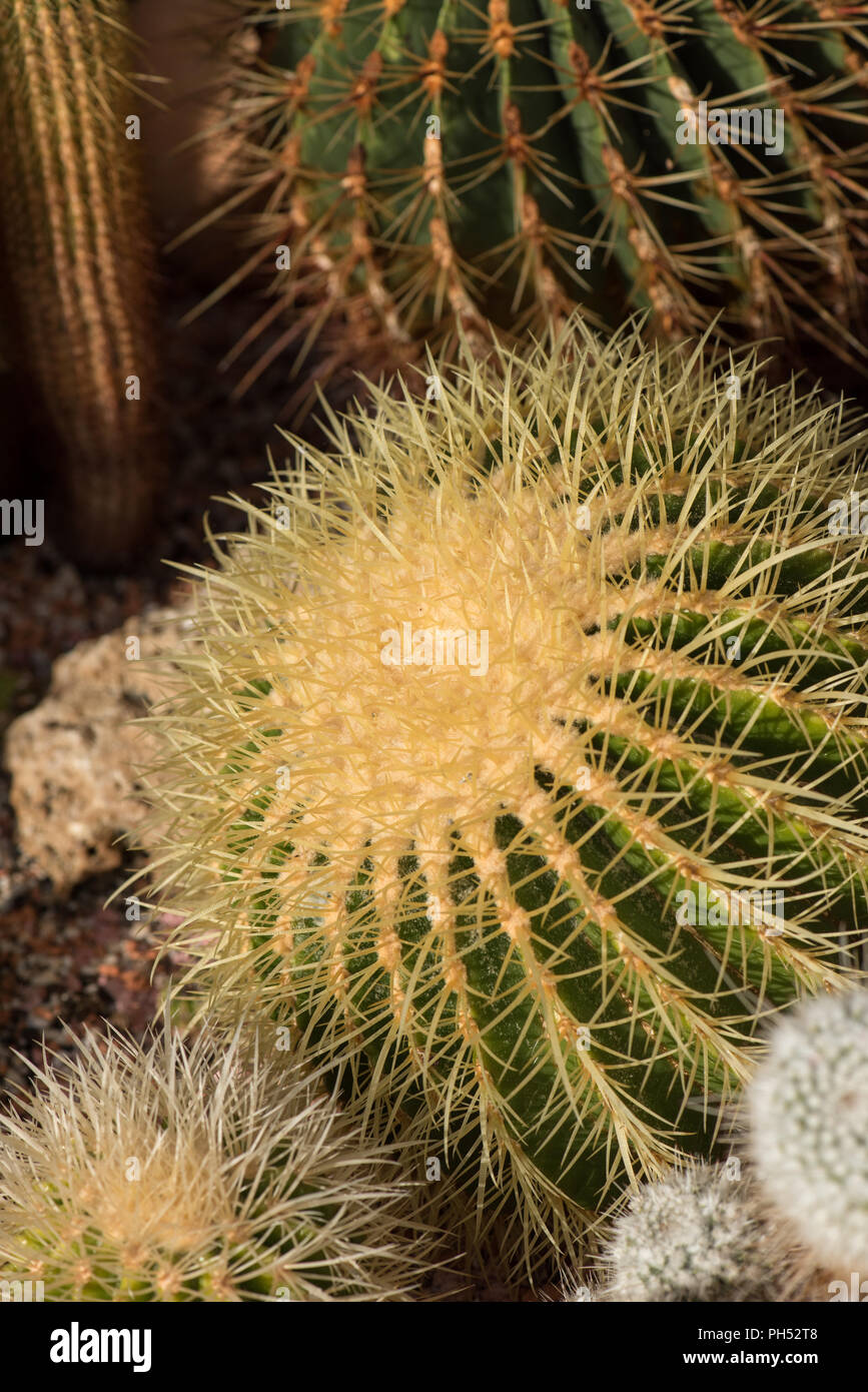 Still life color macro image of a large golden ball cactus with white ...