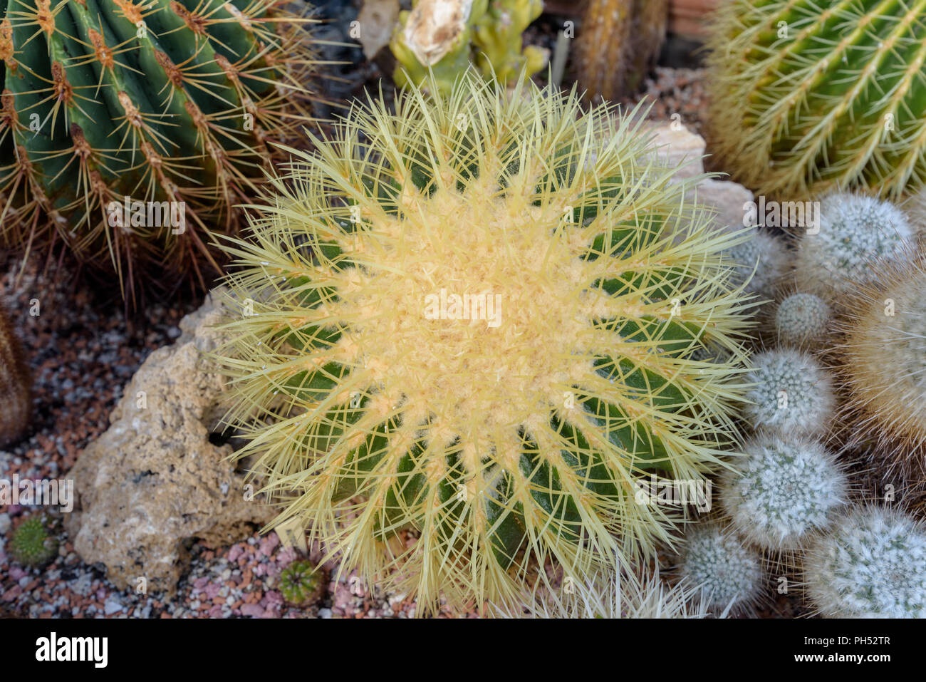 Still life color macro photo of a large golden ball cactus with white ...