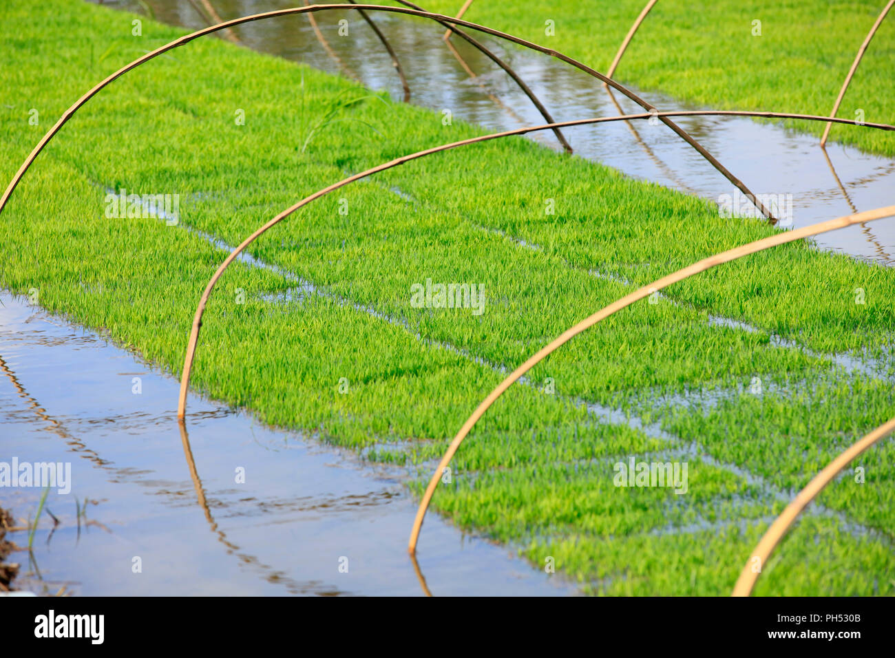 Seedlings of rice in rice fields. oung rice are growing in the paddy ...