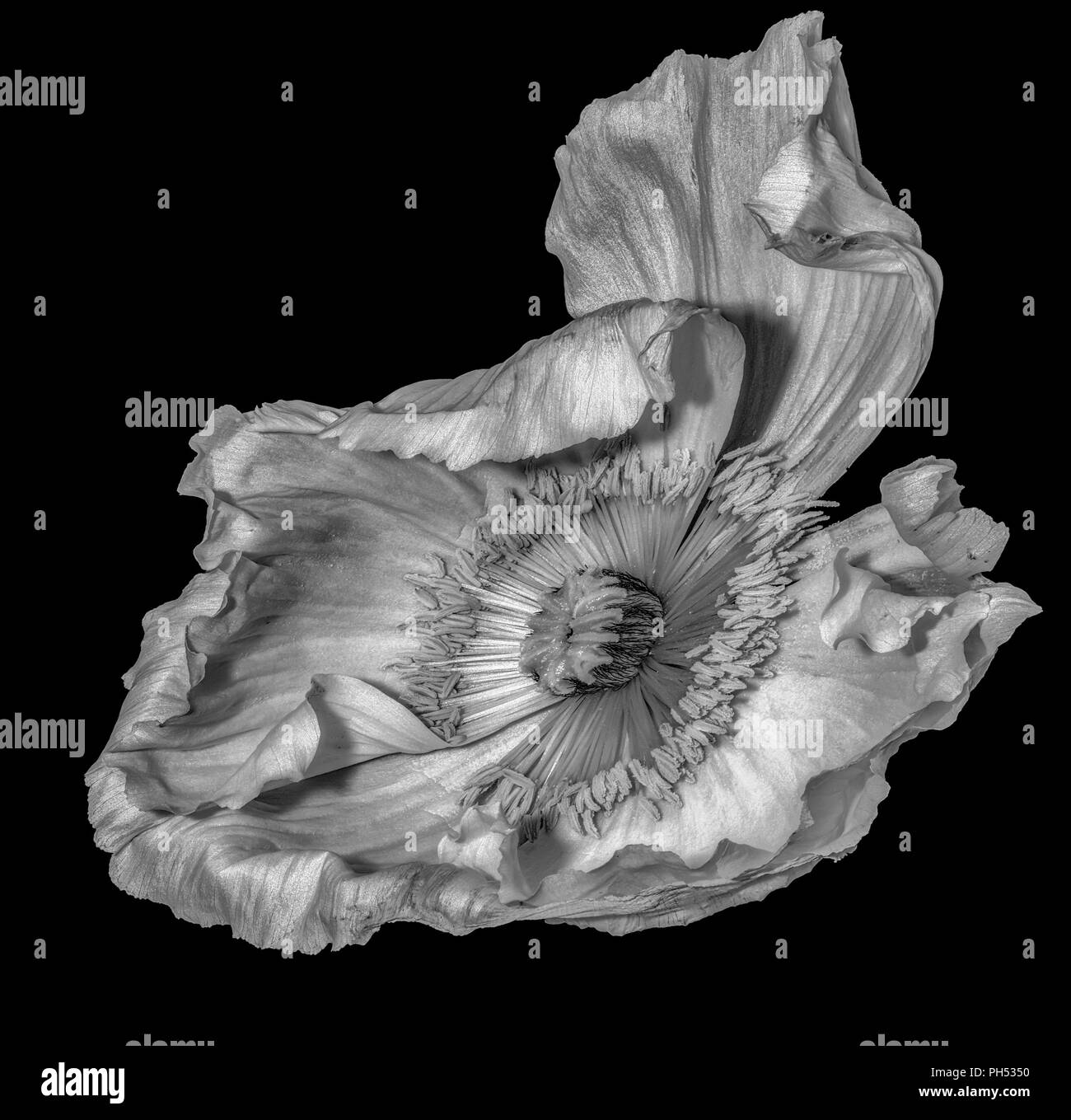 Floral fine art still life detailed monochrome macro flower portrait of ...