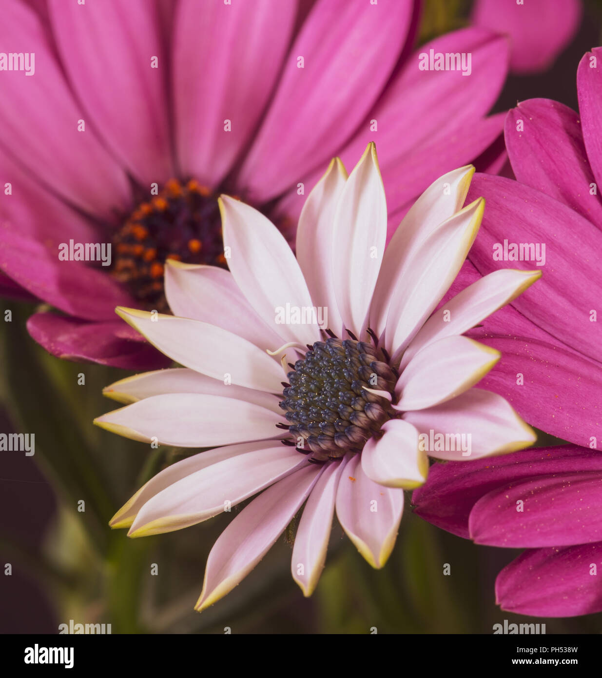 Fine art still life color flower macro portrait of wide open blooming ...