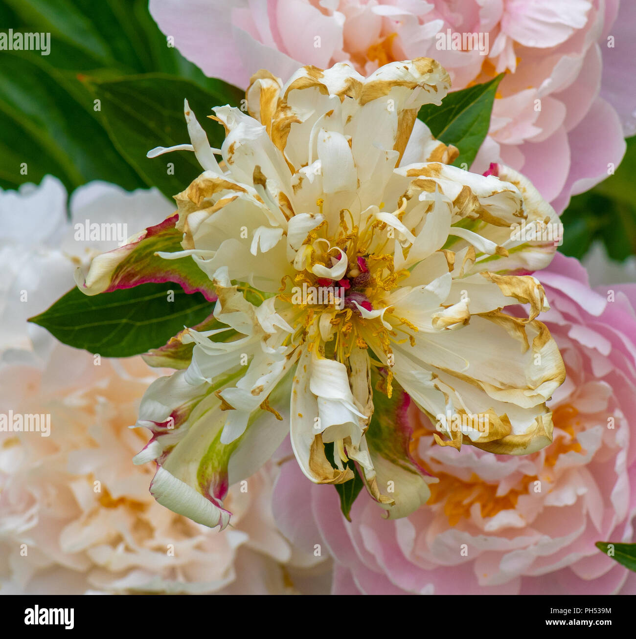 Still life fine art color outdoor flower image of fading pink white ...