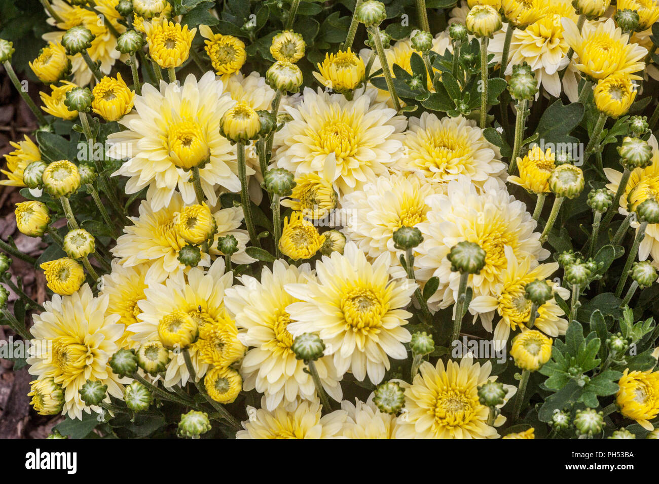 Chrysanthemum multiflora hi-res stock photography and images - Alamy