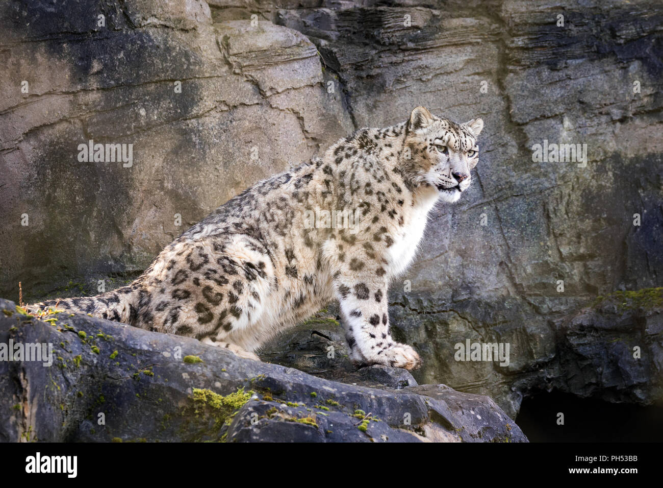 Snow leopard habitat hi-res stock photography and images - Alamy