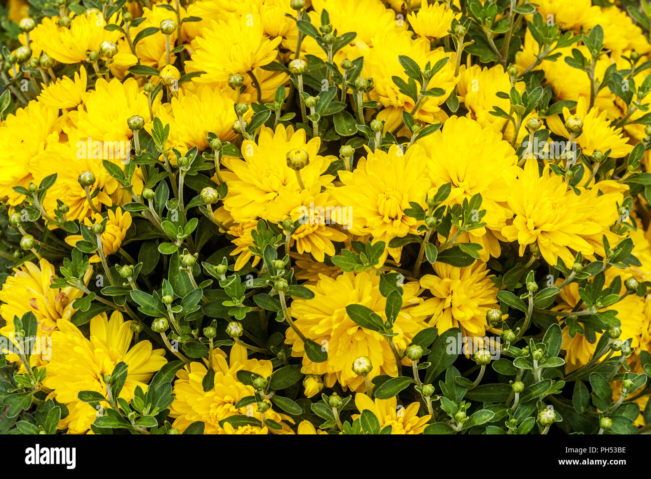 Chrysanthemum multiflora hi-res stock photography and images - Alamy