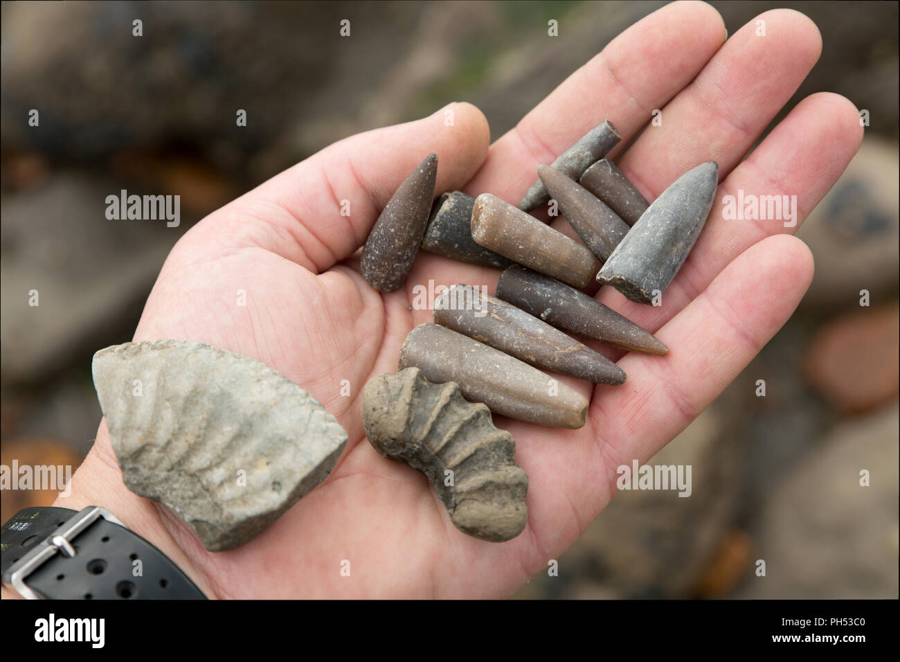 Belemnites hi-res stock photography and images - Alamy