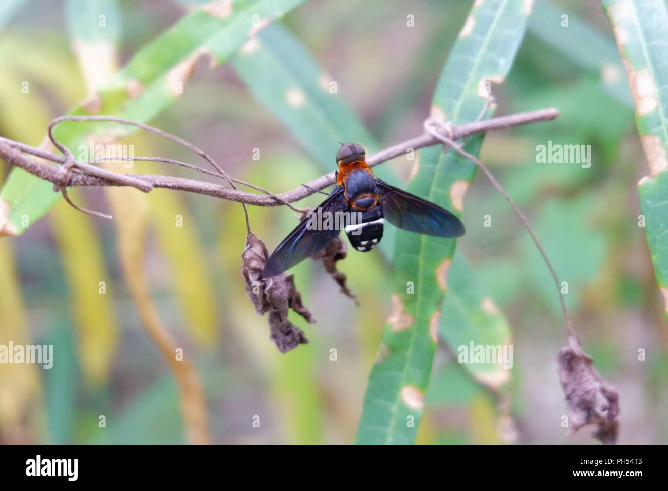 Close up wasp beetle hi-res stock photography and images - Alamy