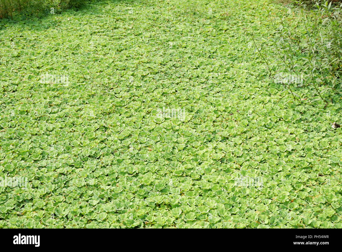 Group of water cabbage Stock Photo - Alamy