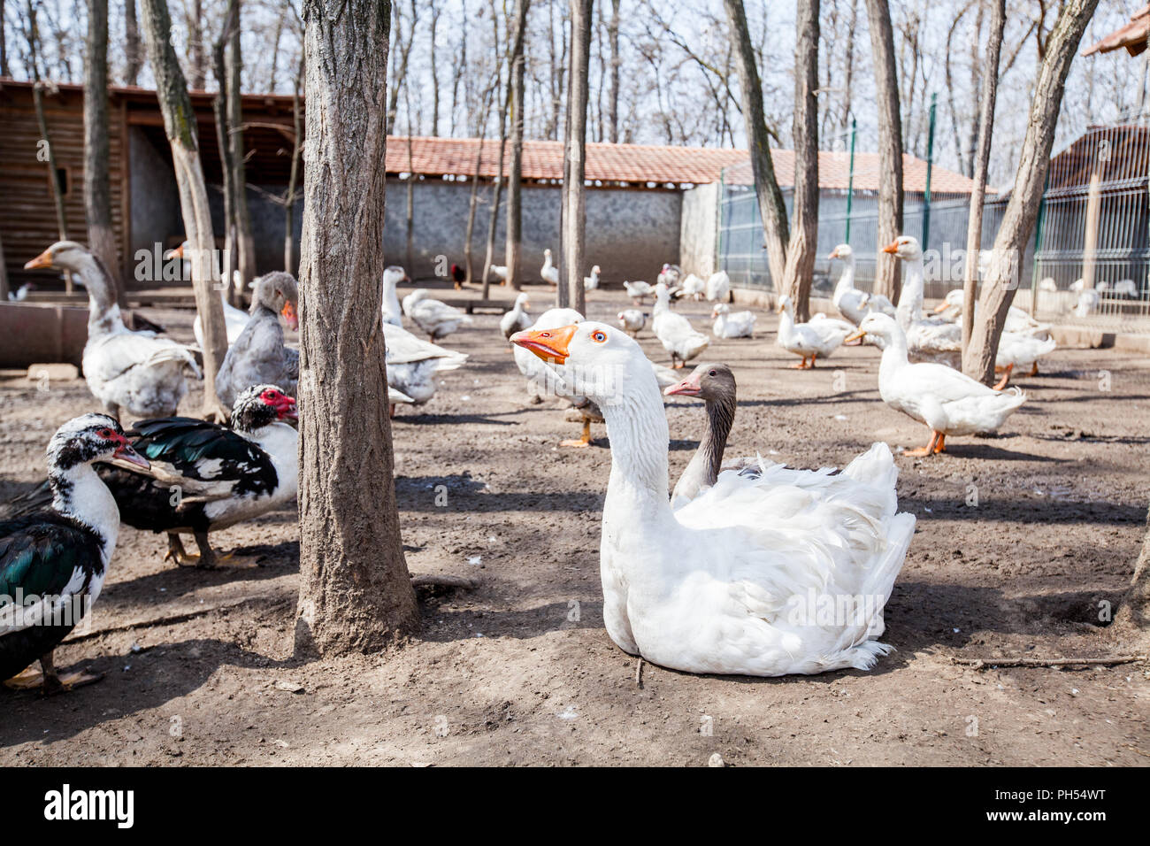 White geese on farm at forest, spring day , animal outdoor Stock Photo ...