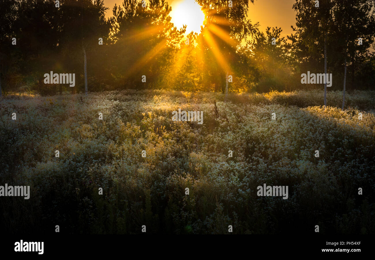 Sunset over white meadow Stock Photo - Alamy