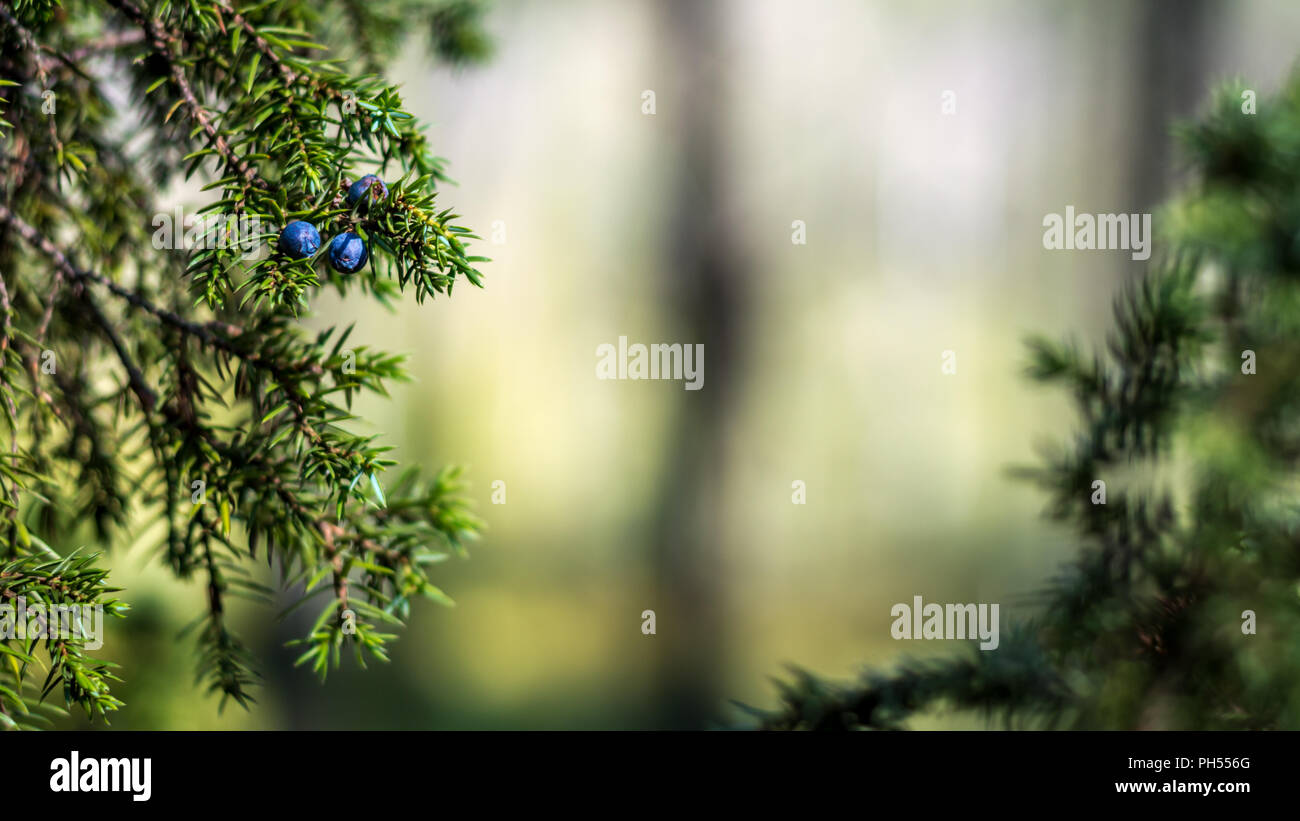 Three blue juniper berries Stock Photo - Alamy