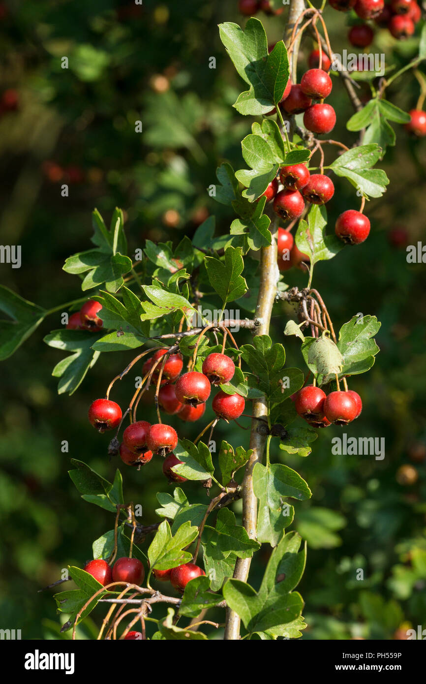 May tree berries hi-res stock photography and images - Alamy