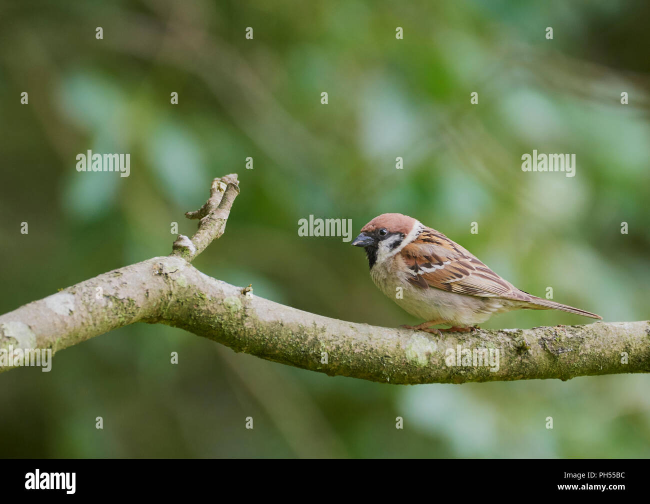 Tree Sparrow, Passer montanus, West Lothian, Scotland, UK Stock Photo ...