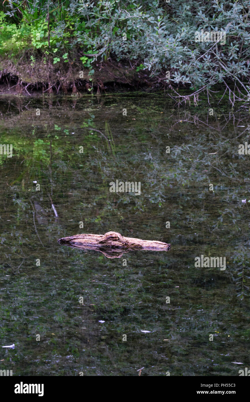Log floating hi-res stock photography and images - Alamy