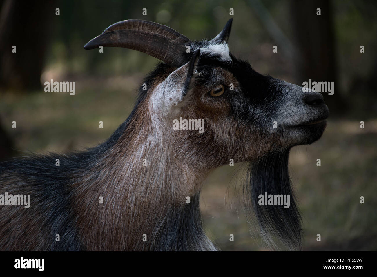 Curious goat hi-res stock photography and images - Alamy