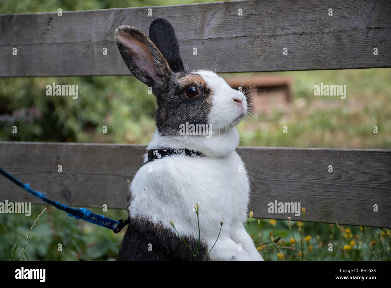 Bunny hop hi-res stock photography and images - Alamy