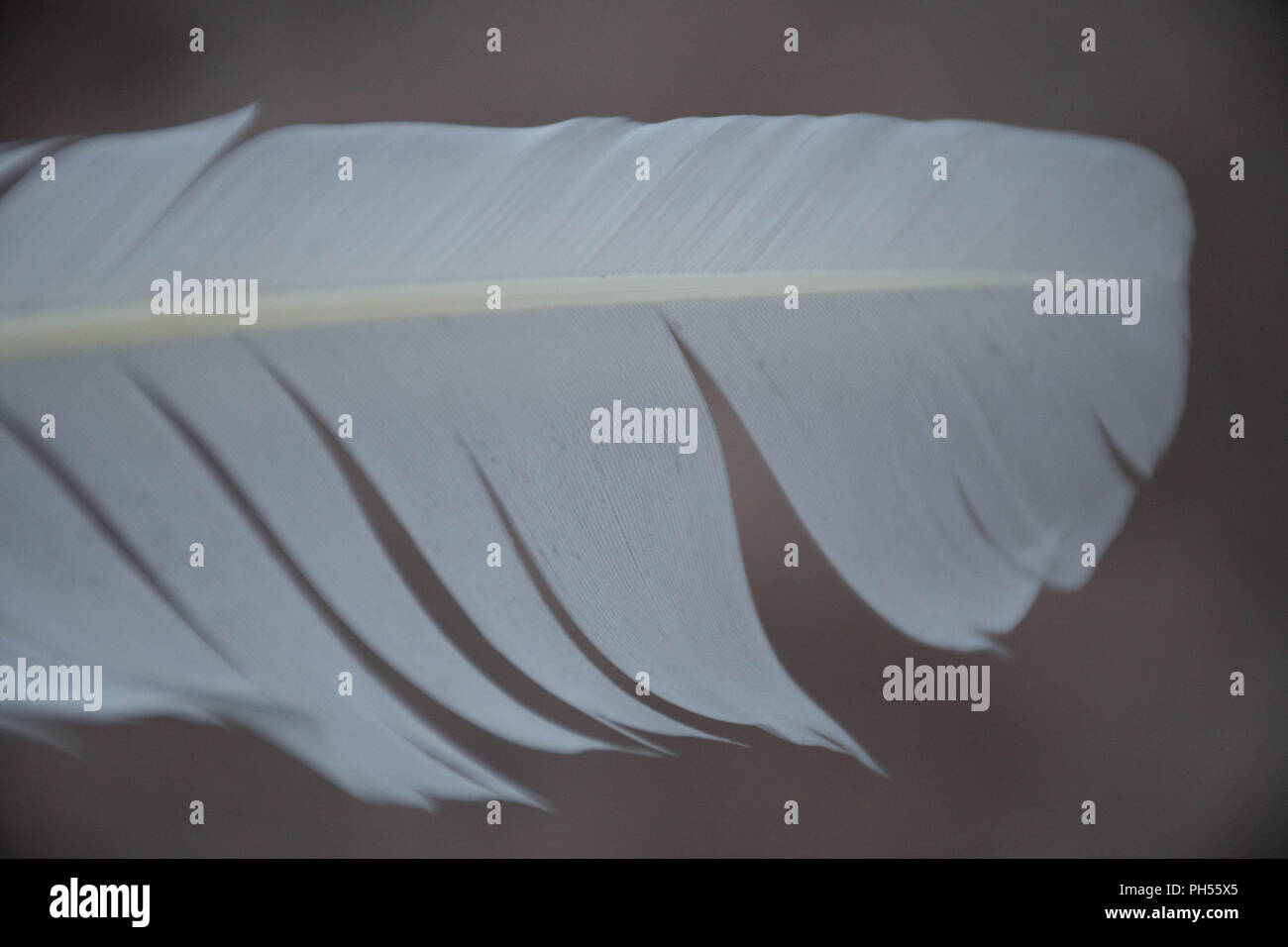 A wet, white feather Stock Photo - Alamy
