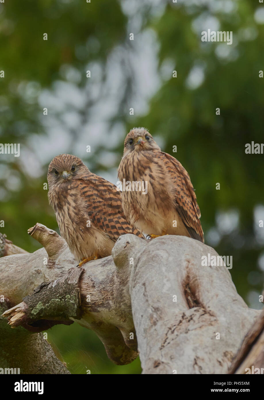 Young fledged Common Kestrels, Falco tinnunculus, West Lothian ...