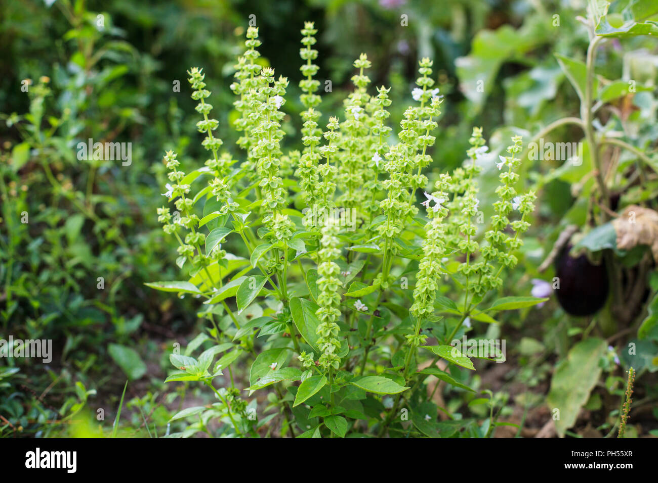 Home-grown Basil in Vegetable garden Stock Photo - Alamy