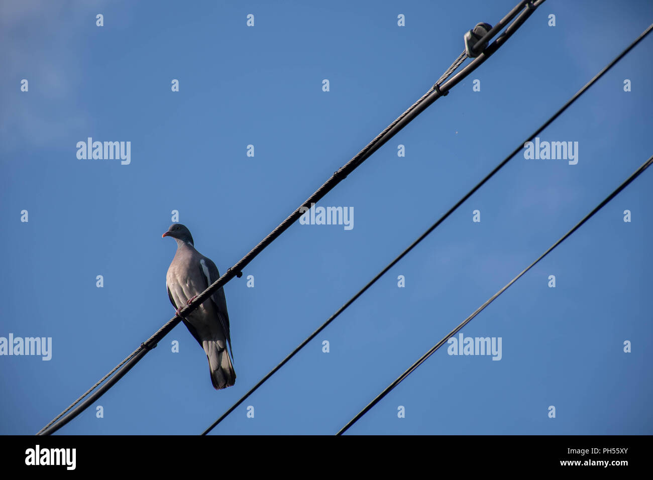 Bird on a wire Stock Photo - Alamy