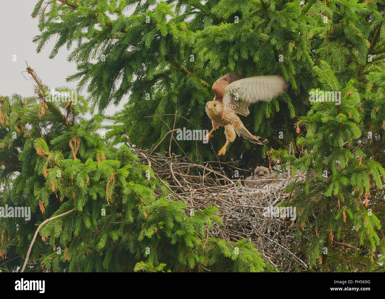 Adult Kestrel, Falco tinnunculus flying from nest in Spruce, Picea sp ...