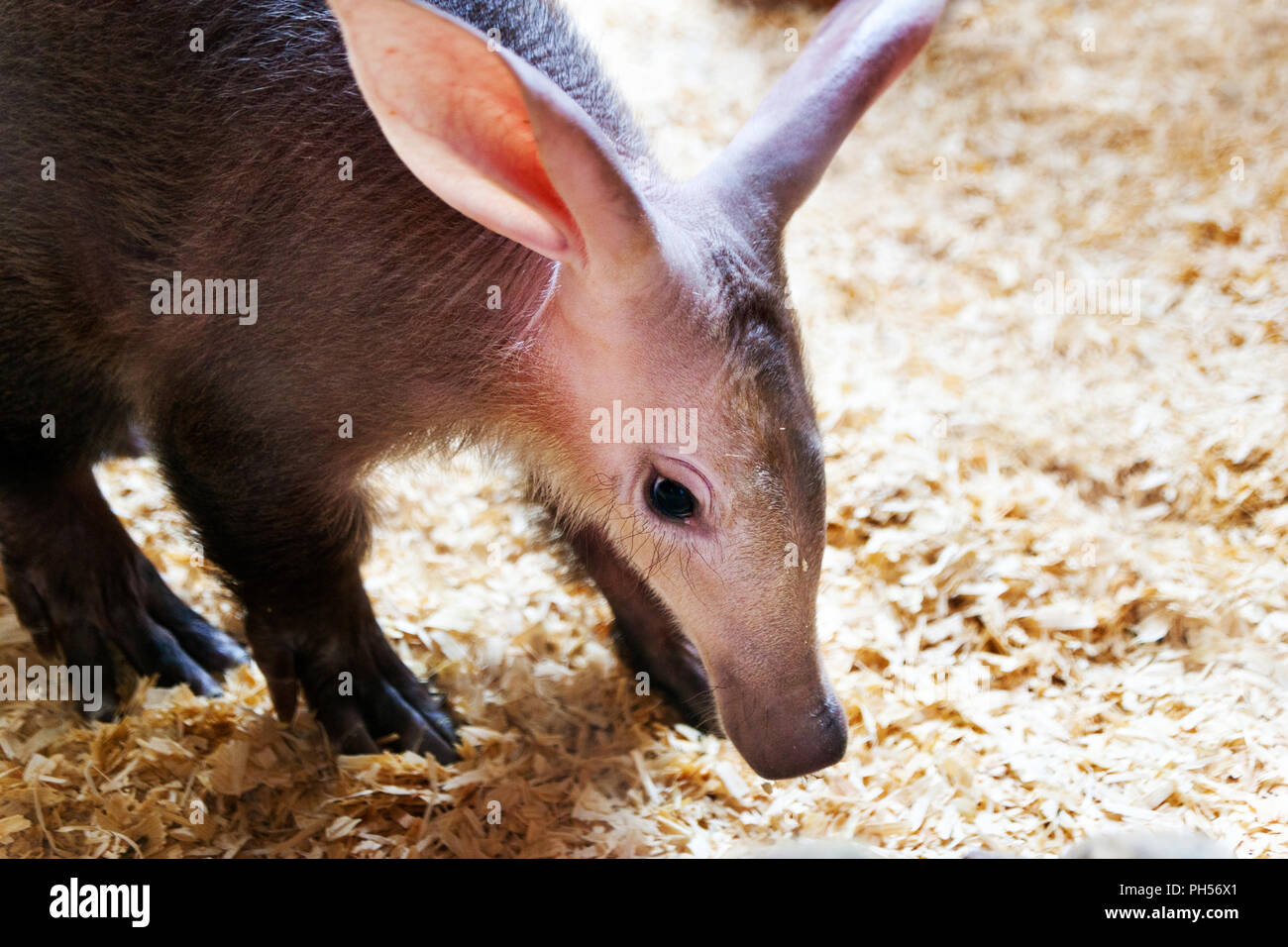 Orycteropus afer - The aardvark - ZOO Troja, Prague, Czech republic ...