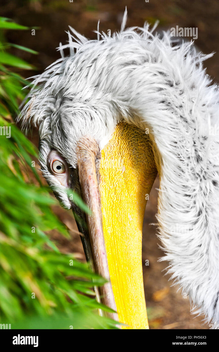 Pelecanus crispus / The Dalmatian pelican - ZOO Troja, Prague, Czech ...