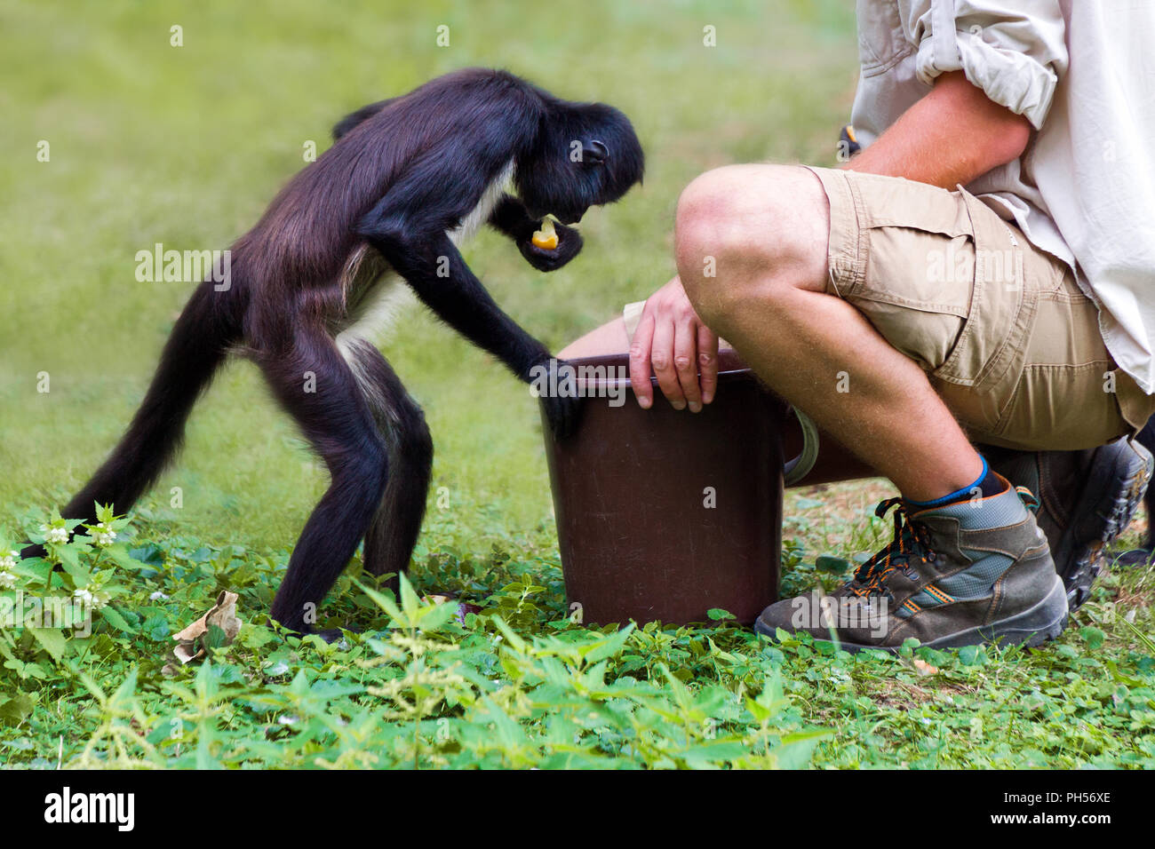 Geoffroy's spider monkey (Ateles geoffroyi), also known as the black ...