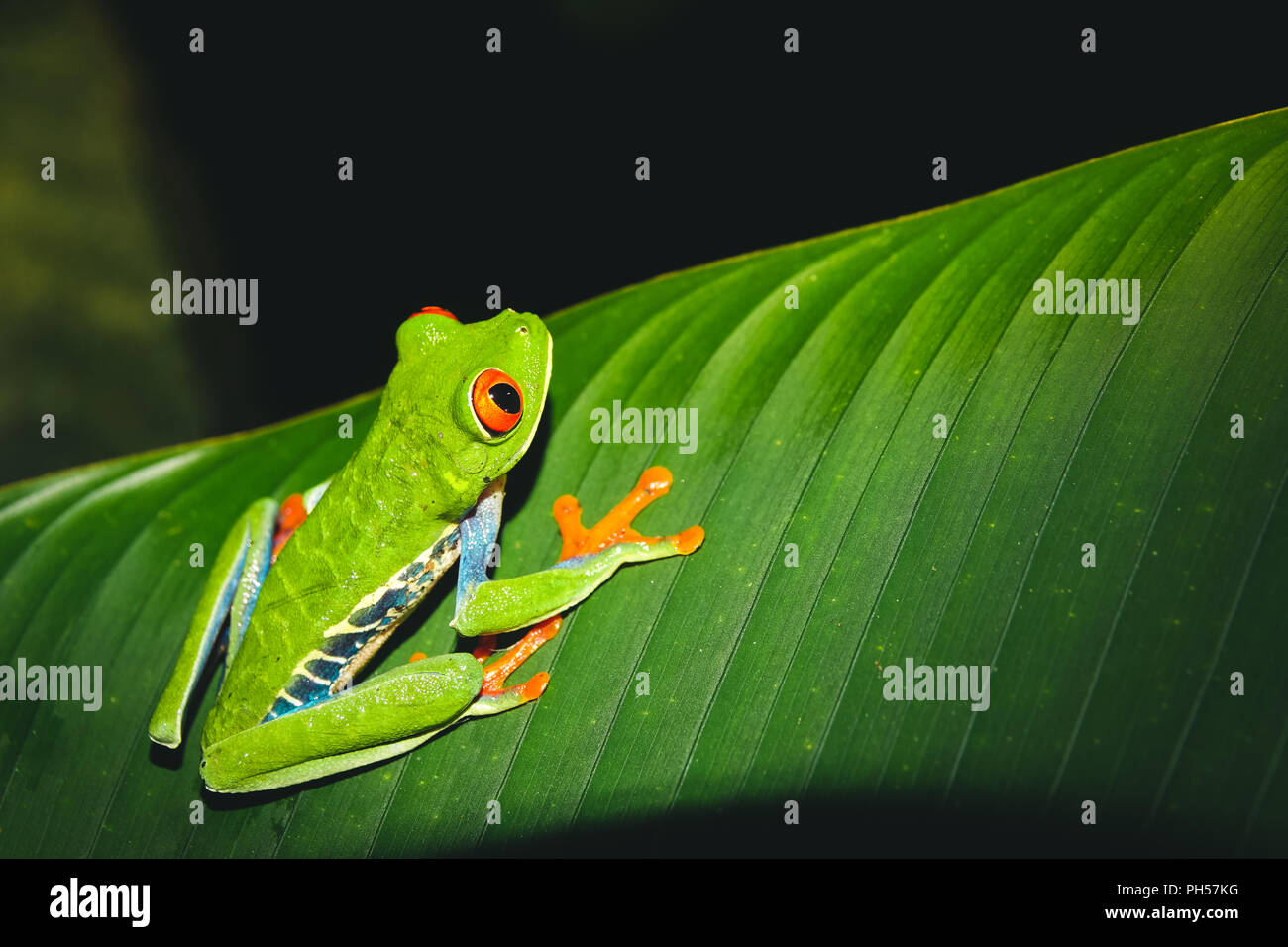 Red-eyed tree frog sitting on the green leaf in the Jungle of Costa ...