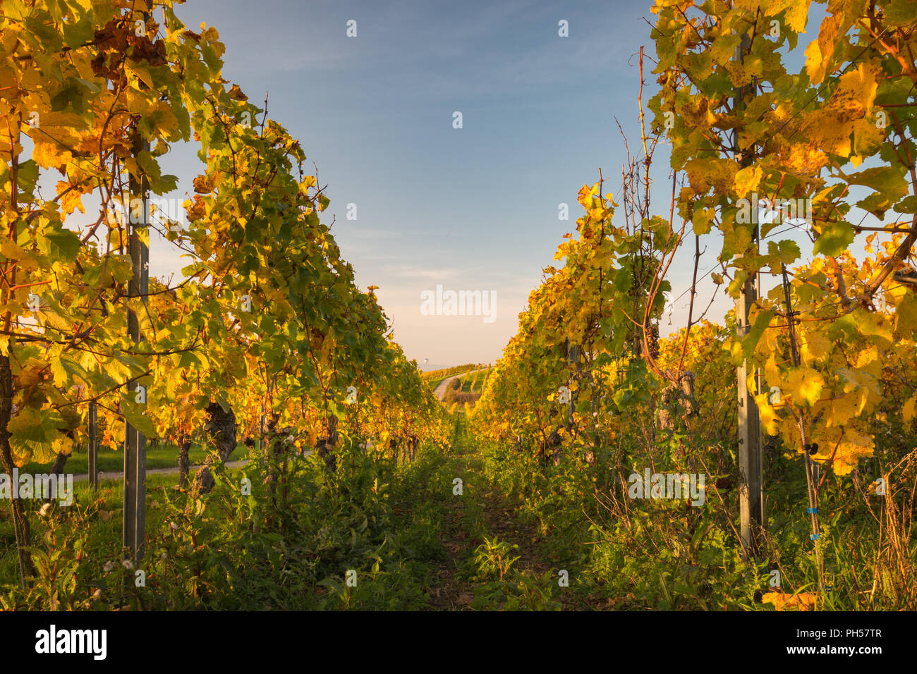 Changing wine hi-res stock photography and images - Alamy