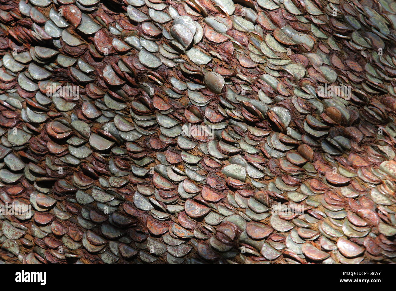 Tree of coins hi-res stock photography and images - Alamy