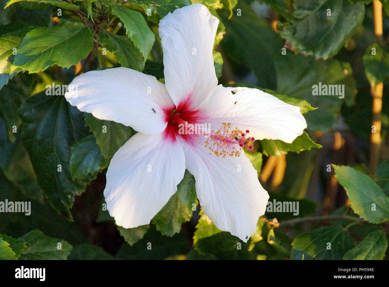 Plants beautiful hi-res stock photography and images - Alamy