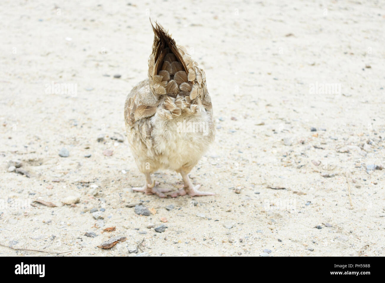 Backside of a free range hen chicken pecking at the ground Stock Photo ...