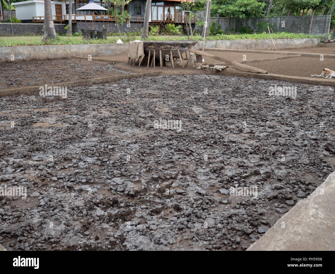Production of sea salt in the Bali,Indonesia. Salt crystallizes out of ...