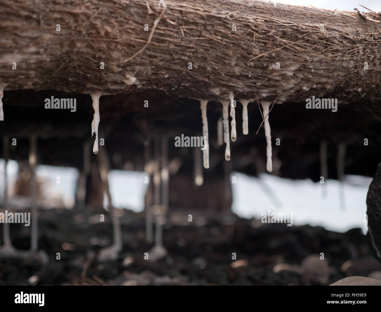 Production of sea salt in the Bali,Indonesia. Salt crystallizes out of ...
