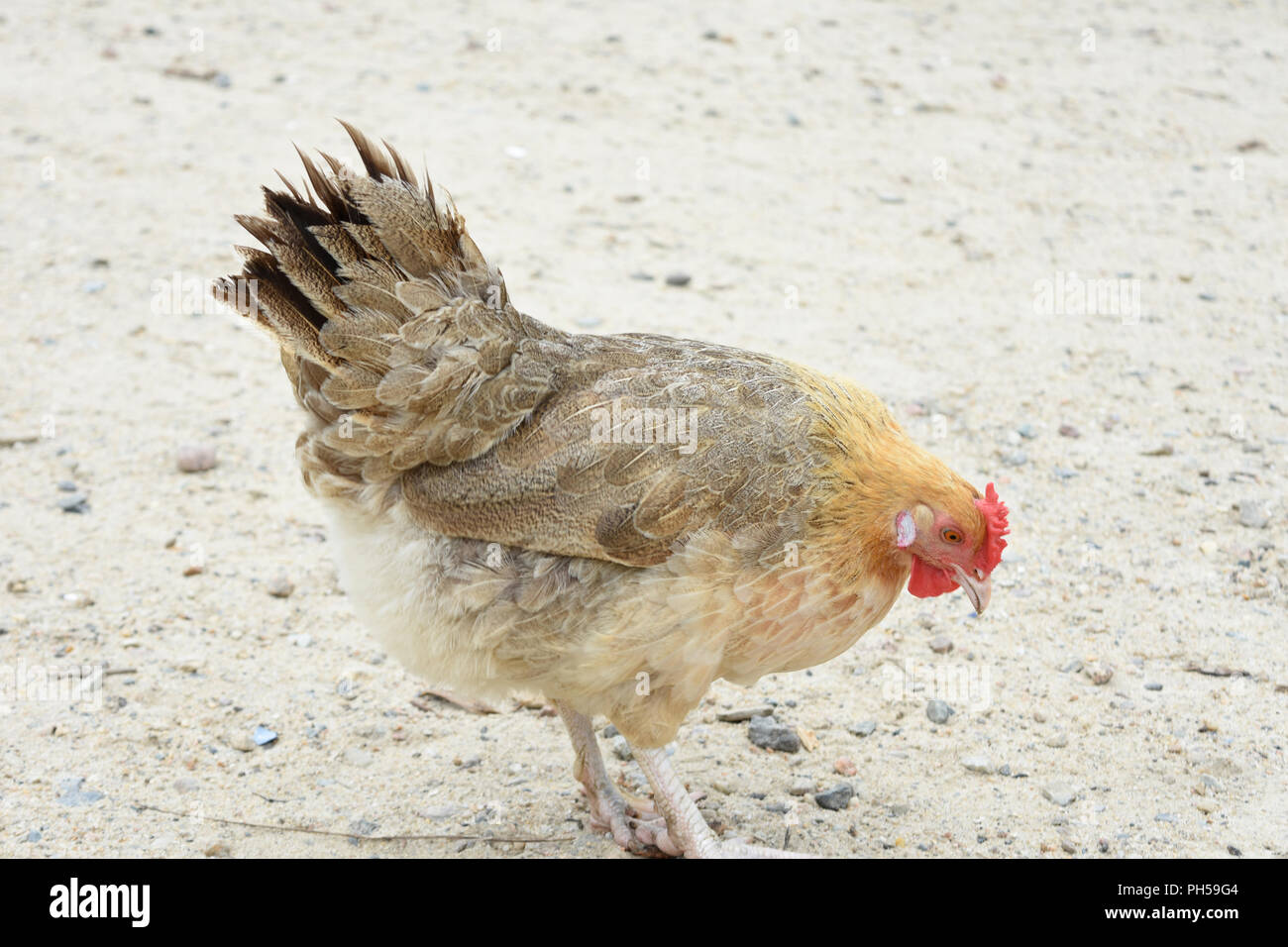Pretty profile of a hen chicken on a summer day Stock Photo - Alamy