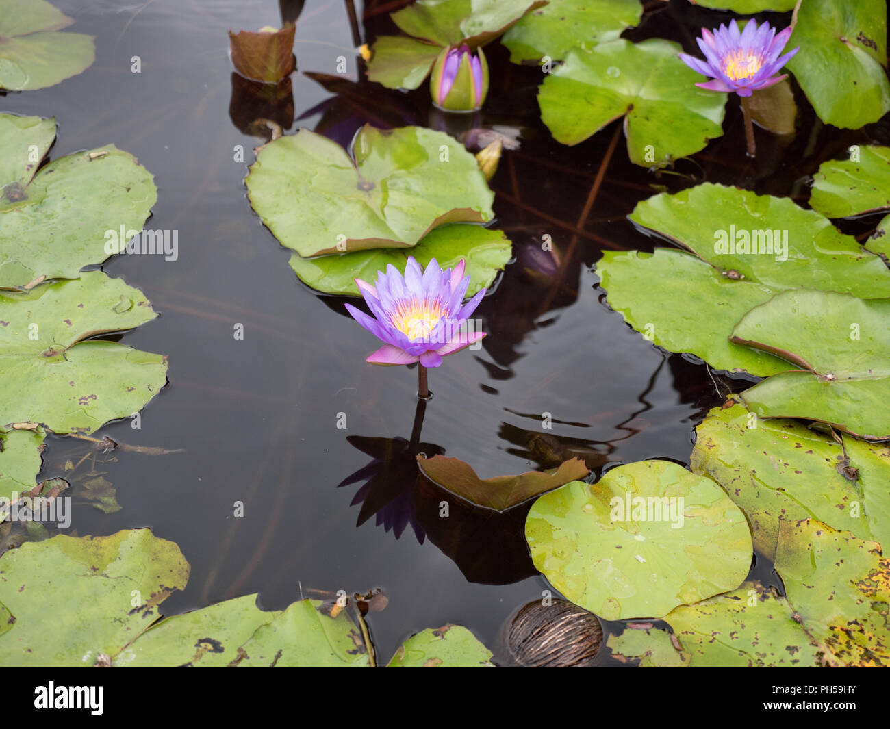 Purple violet tropical water hi-res stock photography and images - Alamy