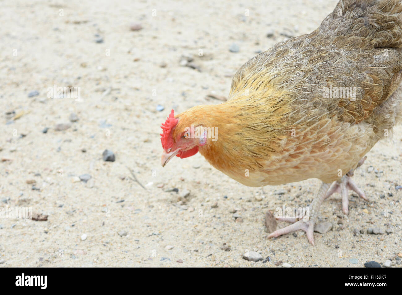 Pretty red crested free range chicken checking the ground for seeds and ...