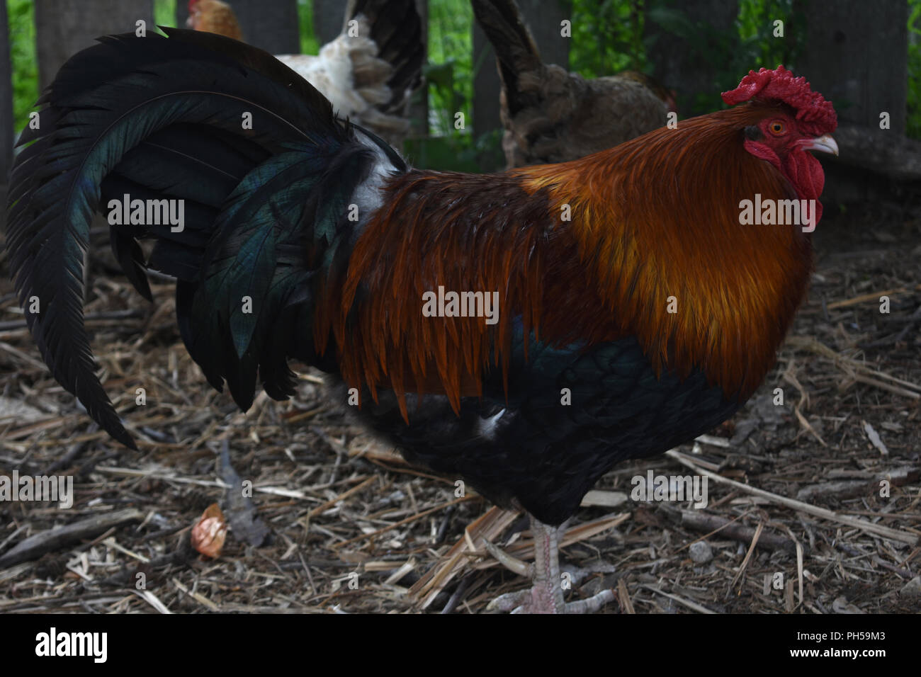 Amazing rooster with brilliant colored feathers and a red crest Stock ...