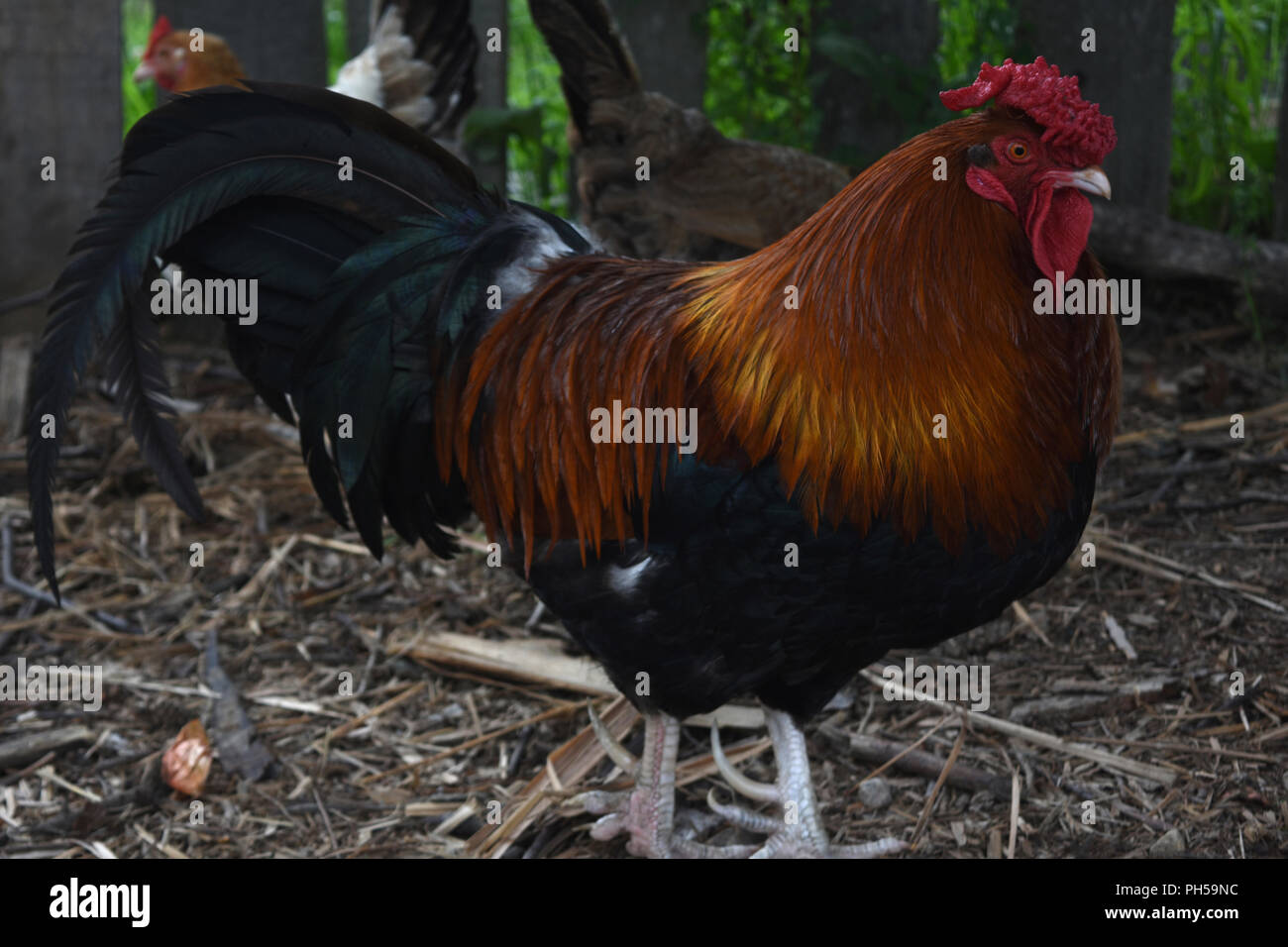 Wonderfully colored feathers on a rooster in a barn yard Stock Photo ...