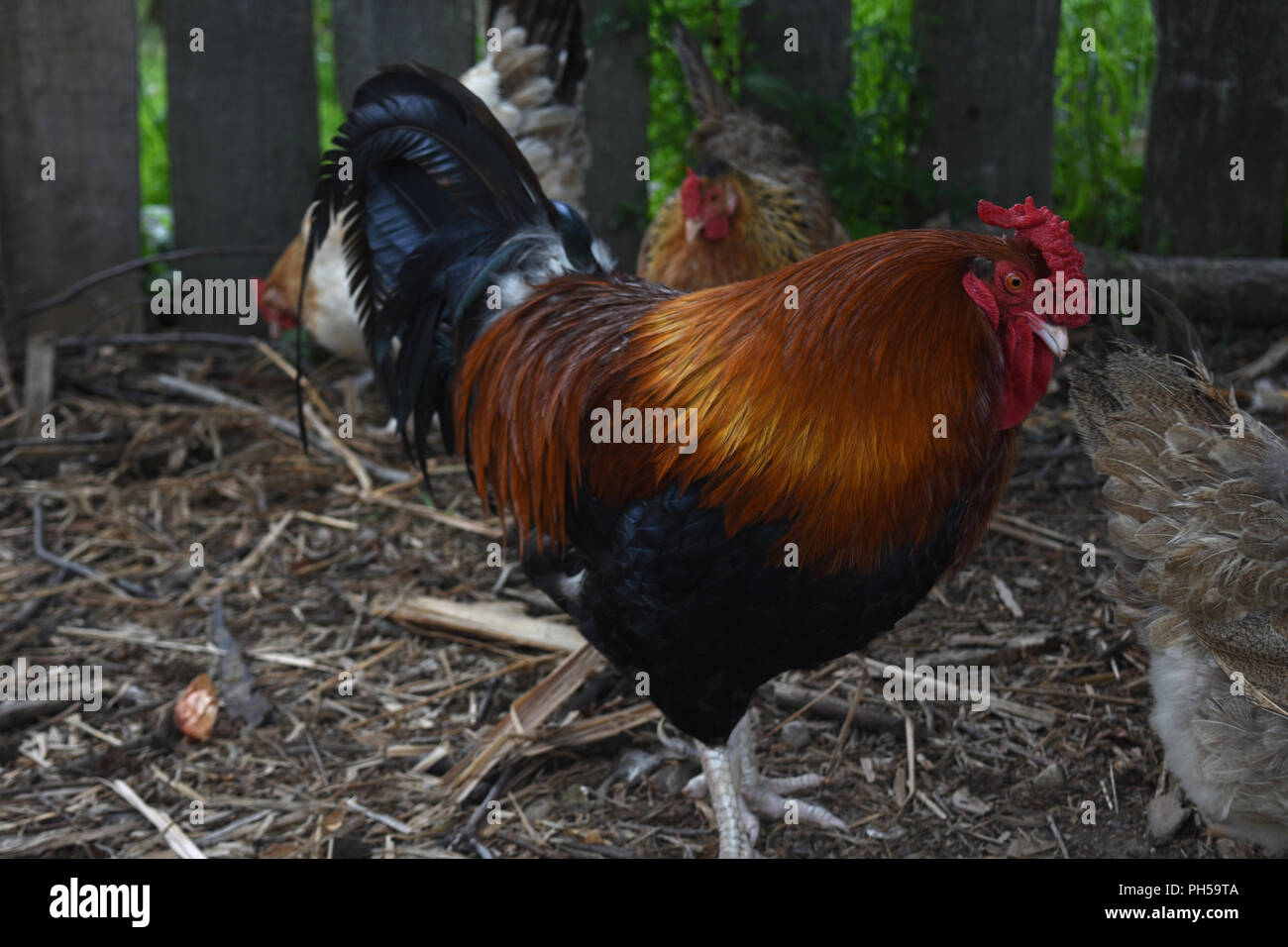 Stunning rooster with other chickens in a barn yard Stock Photo - Alamy