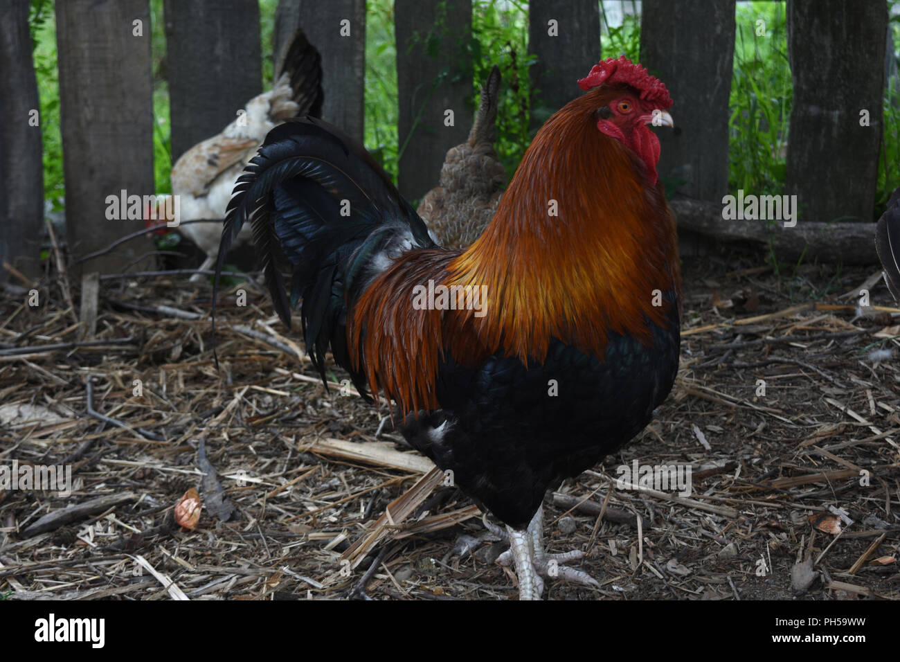 Pretty rooster with a pair of free range chickens on a farm Stock Photo ...