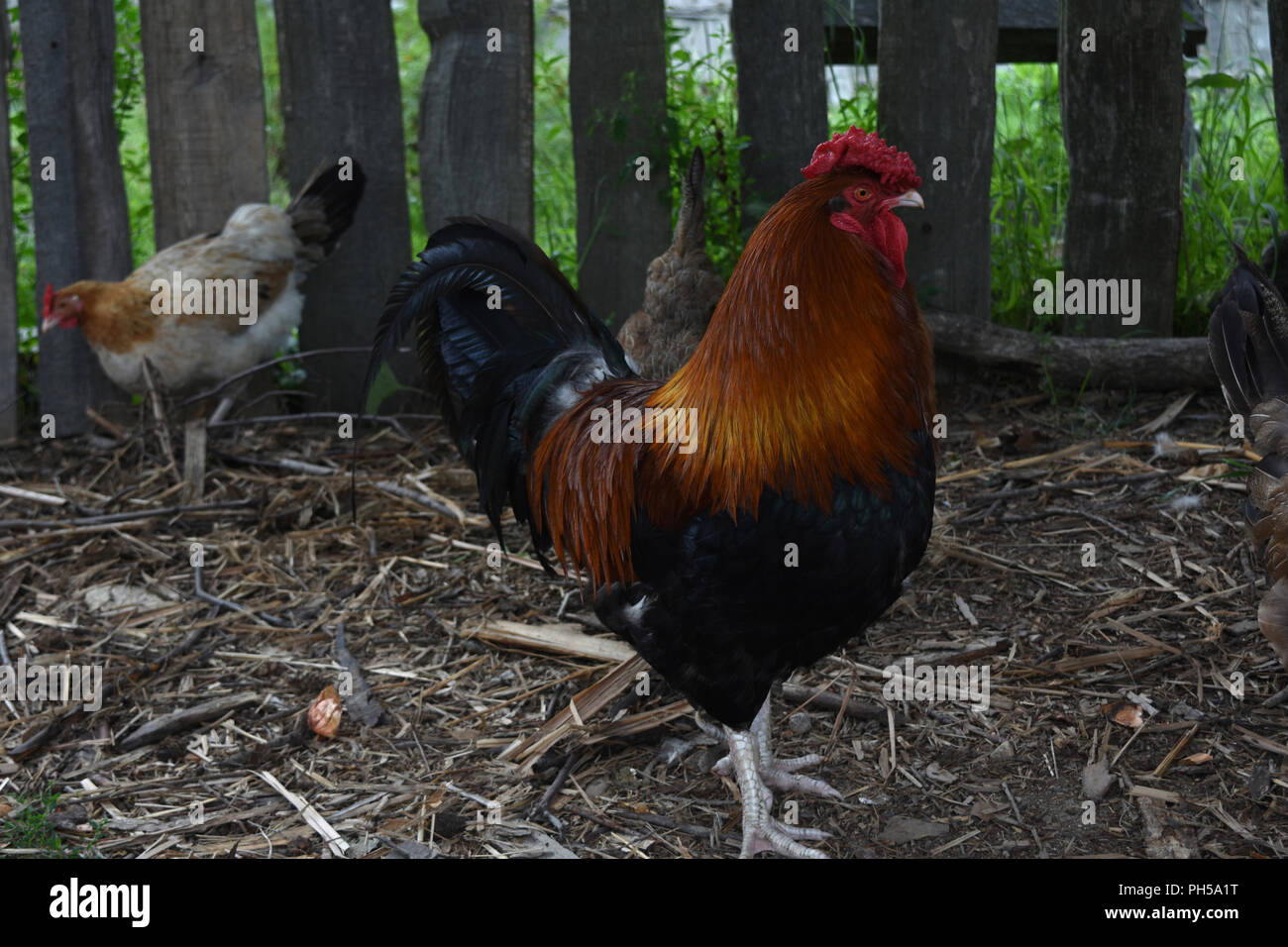 Gorgeous red crested rooster in a Plymouth barn yard Stock Photo - Alamy